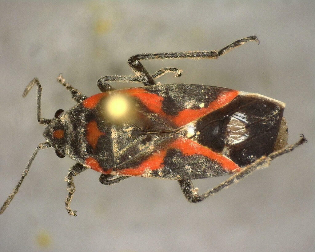 Small Milkweed Bug from Kimble County, TX, USA on June 28, 2023 at 11: ...