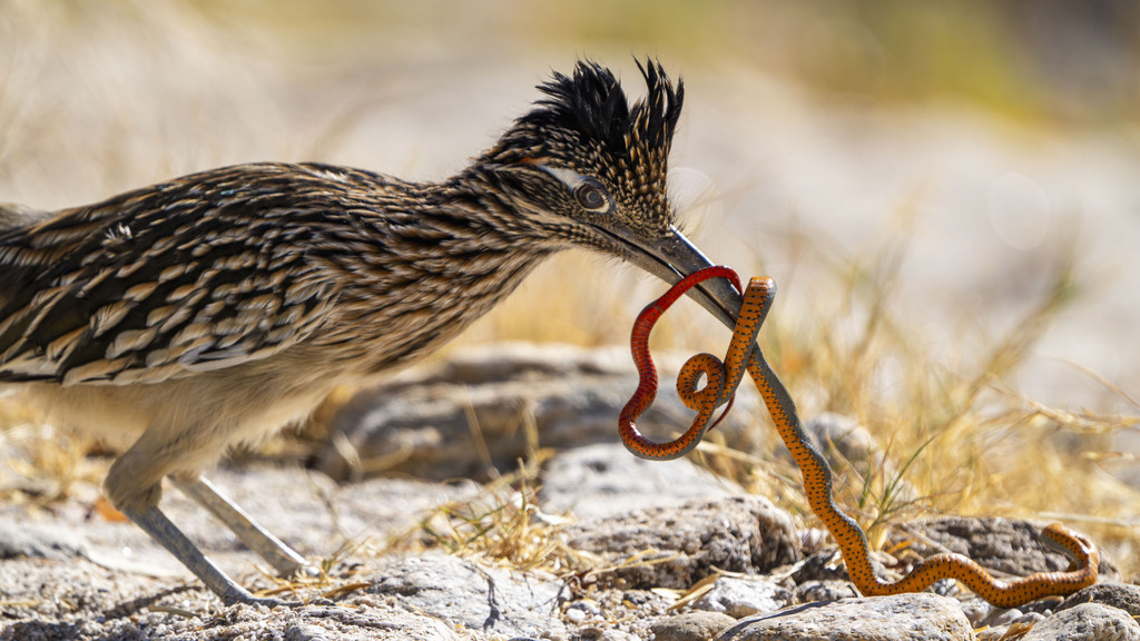 Regal Ringneck Snake from Catalina Foothills, AZ, USA on October 23 ...