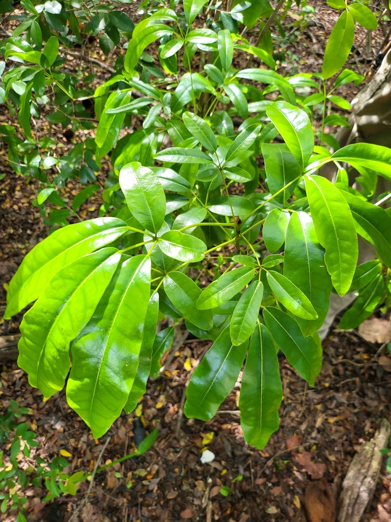 Australian Umbrella Tree from Monroe County, US-FL, US on October 24 ...