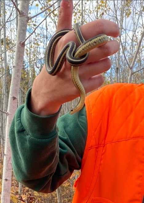 Common Garter Snake from Reine Township, MN, USA on October 19, 2023 at ...
