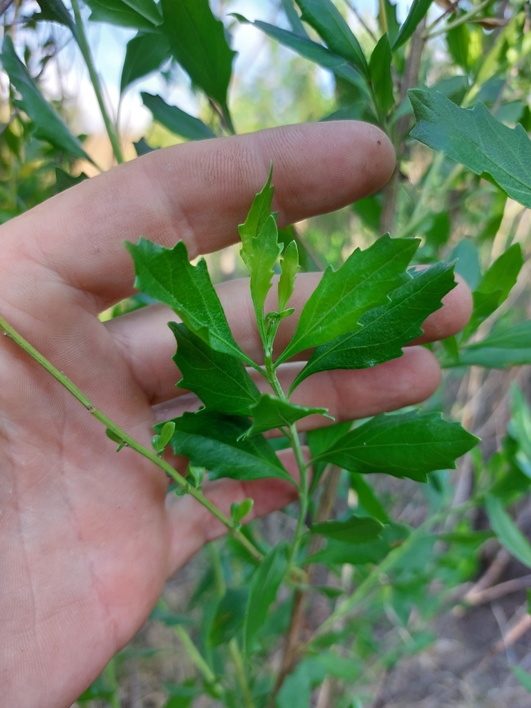 groundsel tree from Mount Murchison QLD 4715, Australia on October 25 ...
