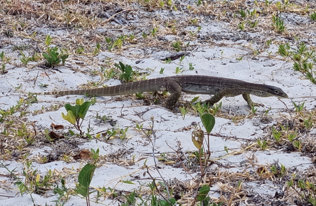 Eastern Argus Monitor from Lizard QLD 4892, Australia on October 25 ...