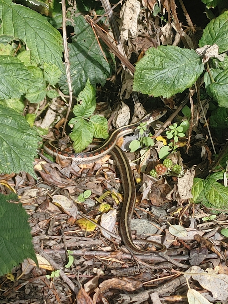 California Red-sided Garter Snake in October 2023 by Jacob Mackenzie ...