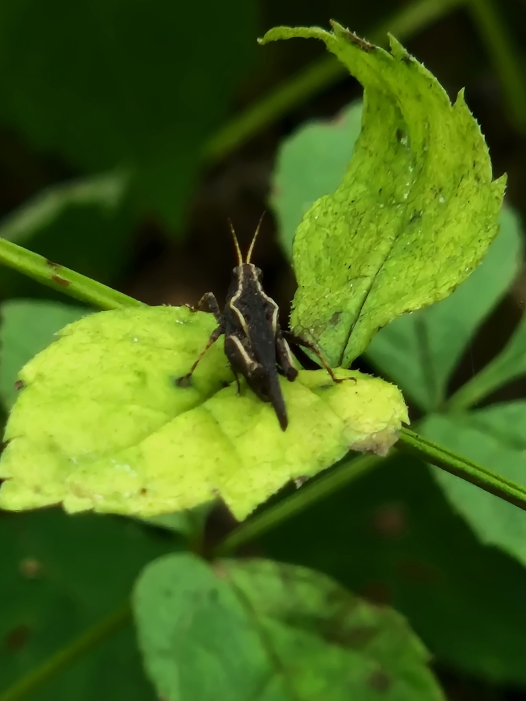 Slender Groundhopper from RAF Snitterfield, Stratford-upon-Avon CV37 ...