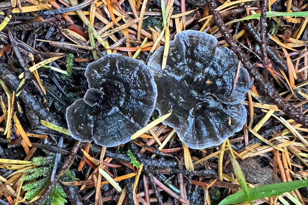 Phellodon atratus from Island County, WA, USA on October 25, 2023 at 03 ...