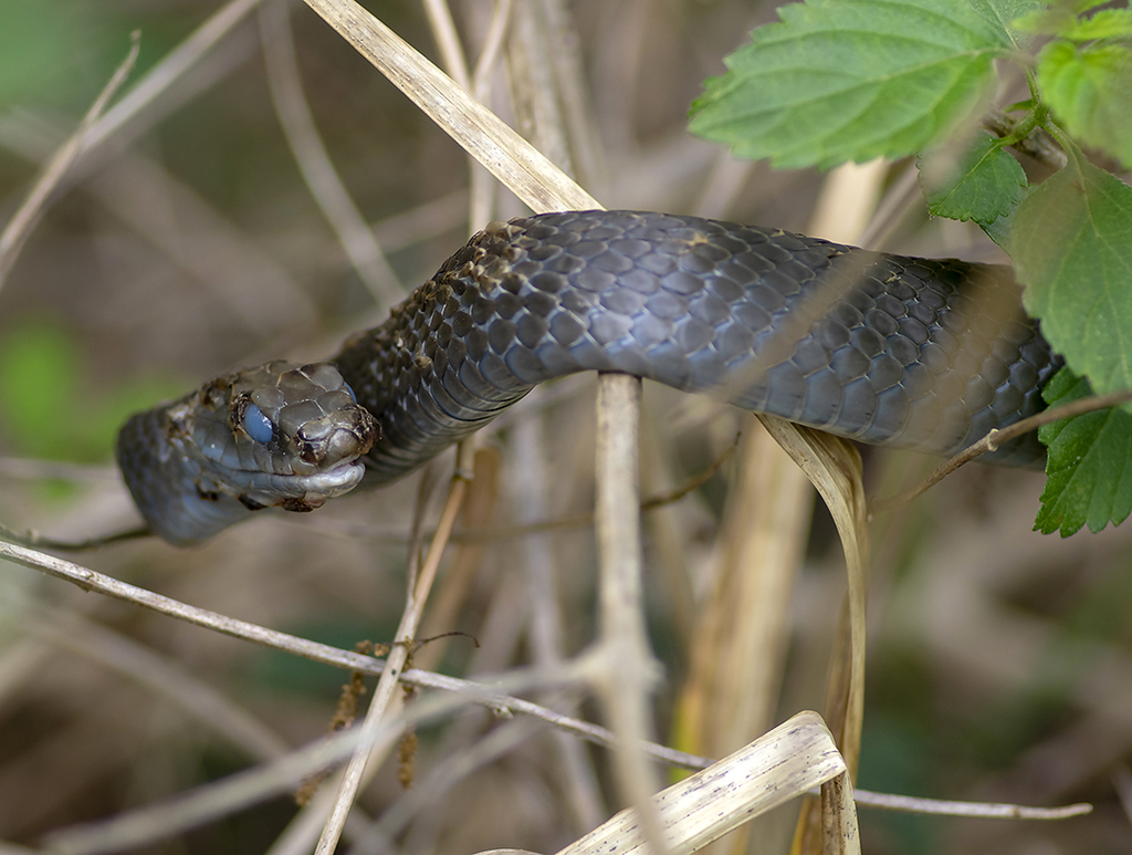 Black-masked Racer from Fountainebleau State Park, St Tammany Parish ...