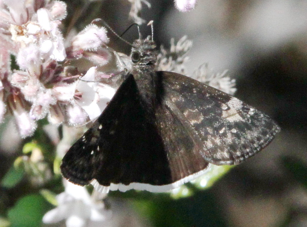 Funereal Duskywing from Eaton Saddle Trailehead, Mount Wilson Red Box ...