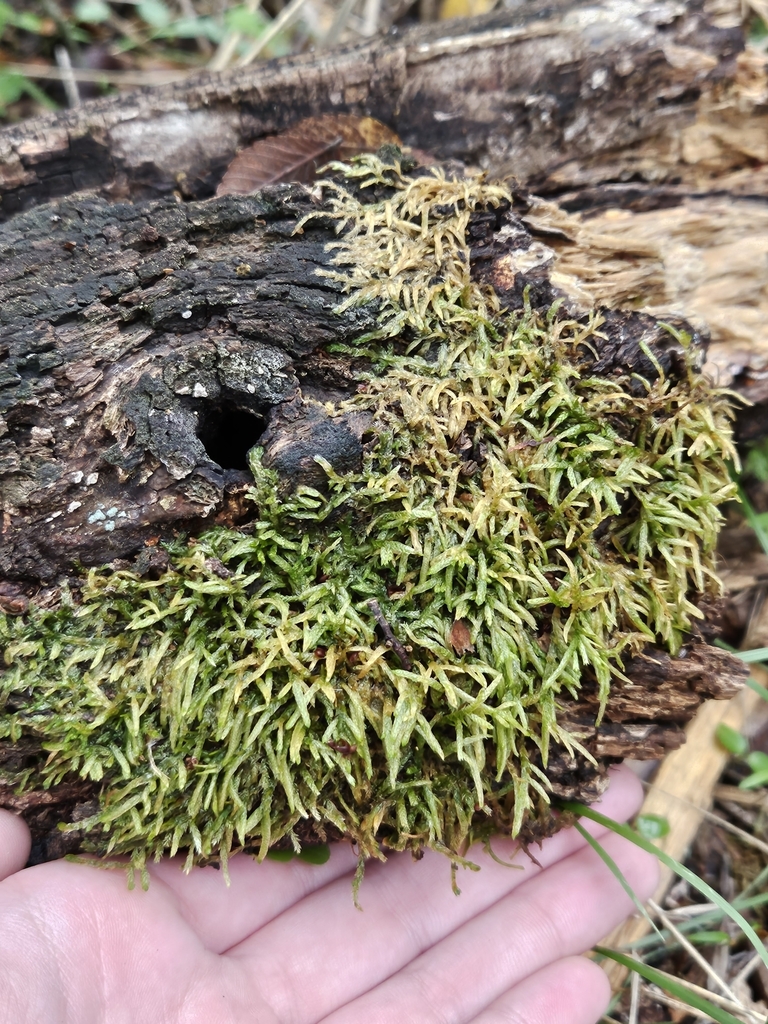 seductive entodon moss from Tarleton Agriculture Center on October 25 ...