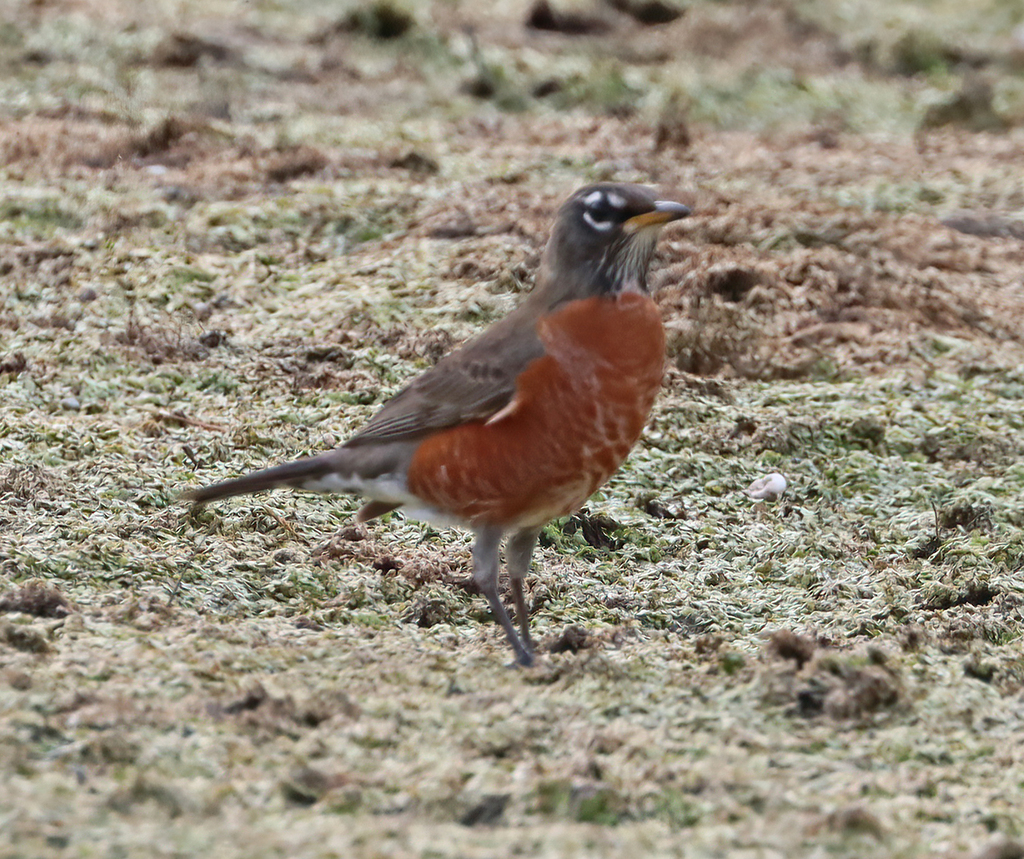 American Robin from Nashville, TN, USA on October 23, 2023 at 05:12 PM ...