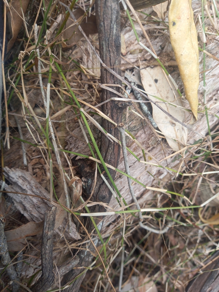 Ottochloa gracillima from Cornubia QLD 4130, Australia on October 26 ...