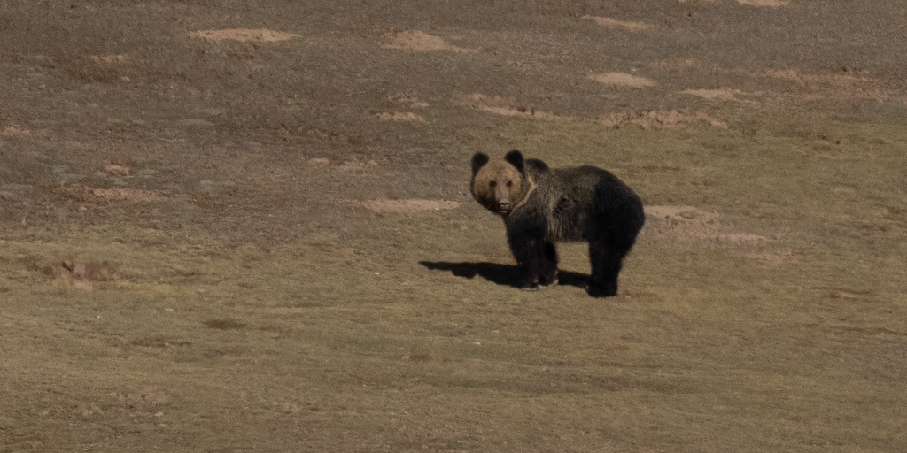 Tibetan Brown Bear from Golmud, Haixi, Qinghai, CN on June 07, 2021 at ...