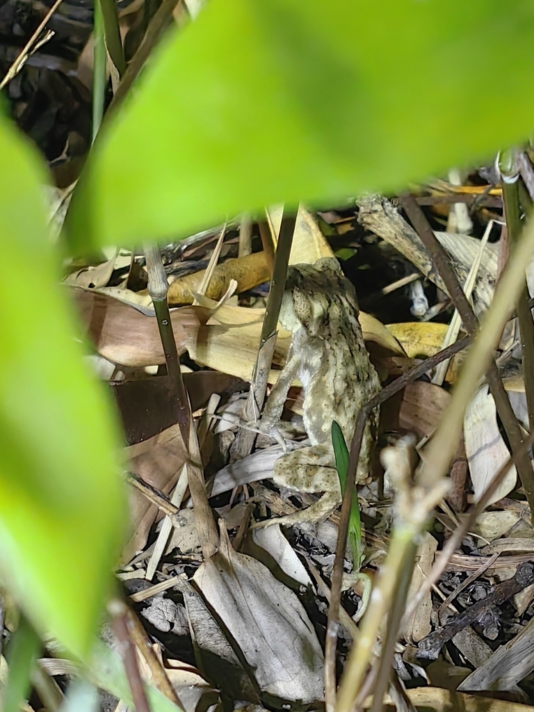Asiatic Toad from Dong'an Greenway Expo Park, Pudong, Shanghai on July ...