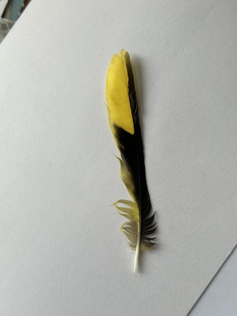 Old World Orioles from 天葵路, 天水圍, 新界, HK on October 26, 2023 at 10:06 AM ...