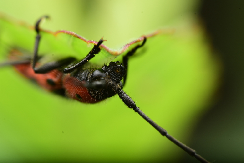 Longhorn Beetles from 52440 Malinalco, State of Mexico, Mexico on ...