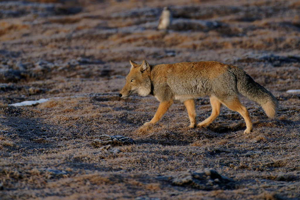 Tibetan Fox from Zoige, Ngawa Tibetan and Qiang Autonomous Prefecture ...