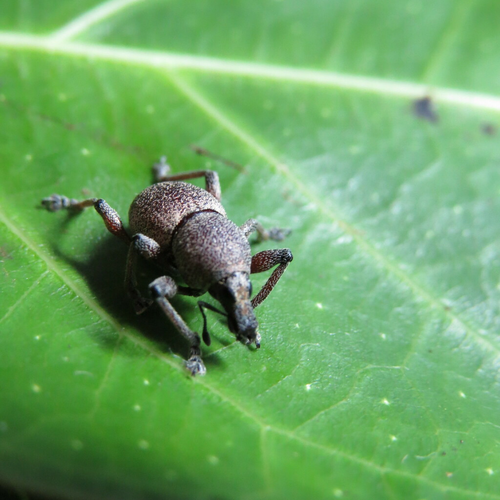 Metapocyrtus immeritus from 951台灣台東縣綠島鄉 on July 17, 2014 at 11:03 PM by ...