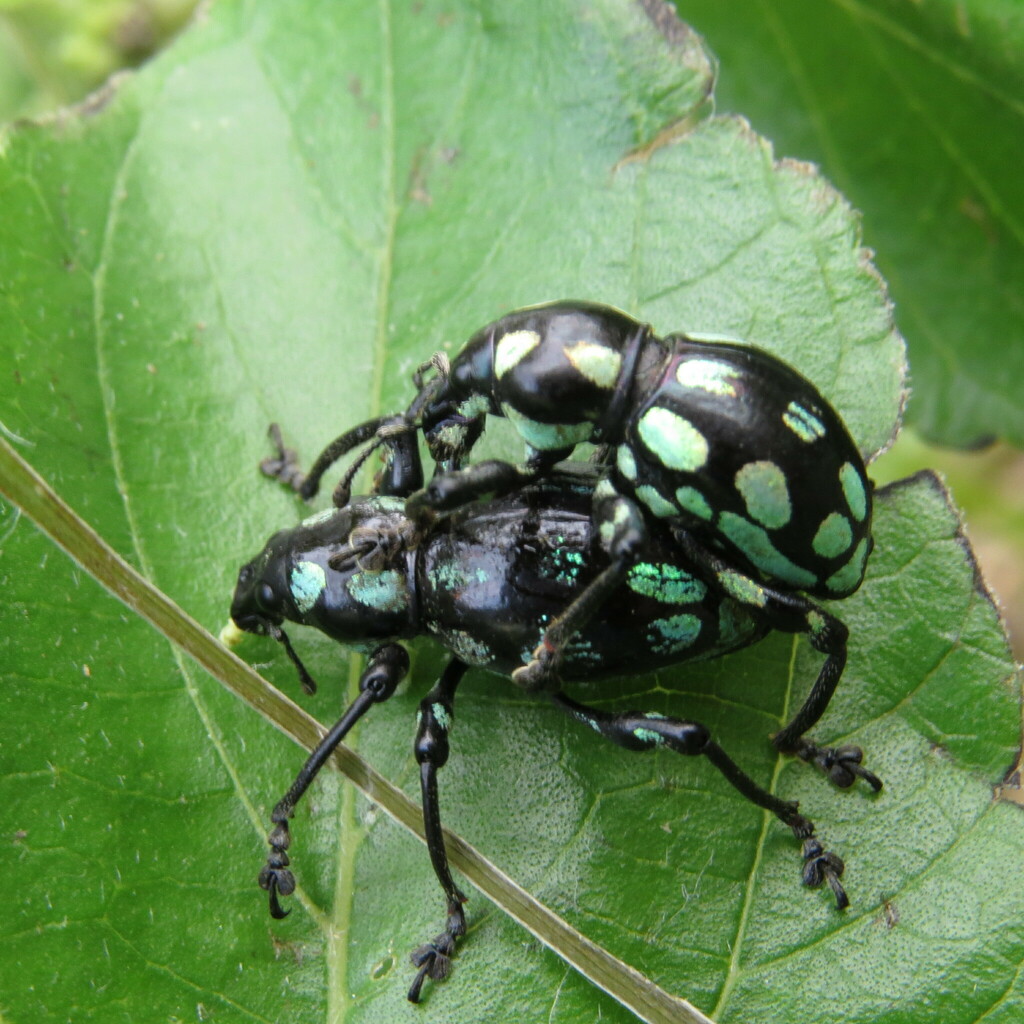 Pachyrhynchus tobafolius in July 2014 by popo0724 · iNaturalist