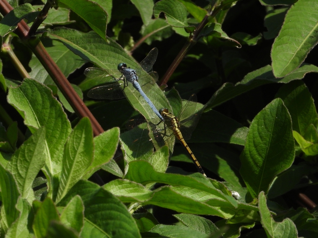 Slender Blue Skimmer from 114台灣台北市內湖區金瑞里 on October 26, 2023 at 11:54 ...