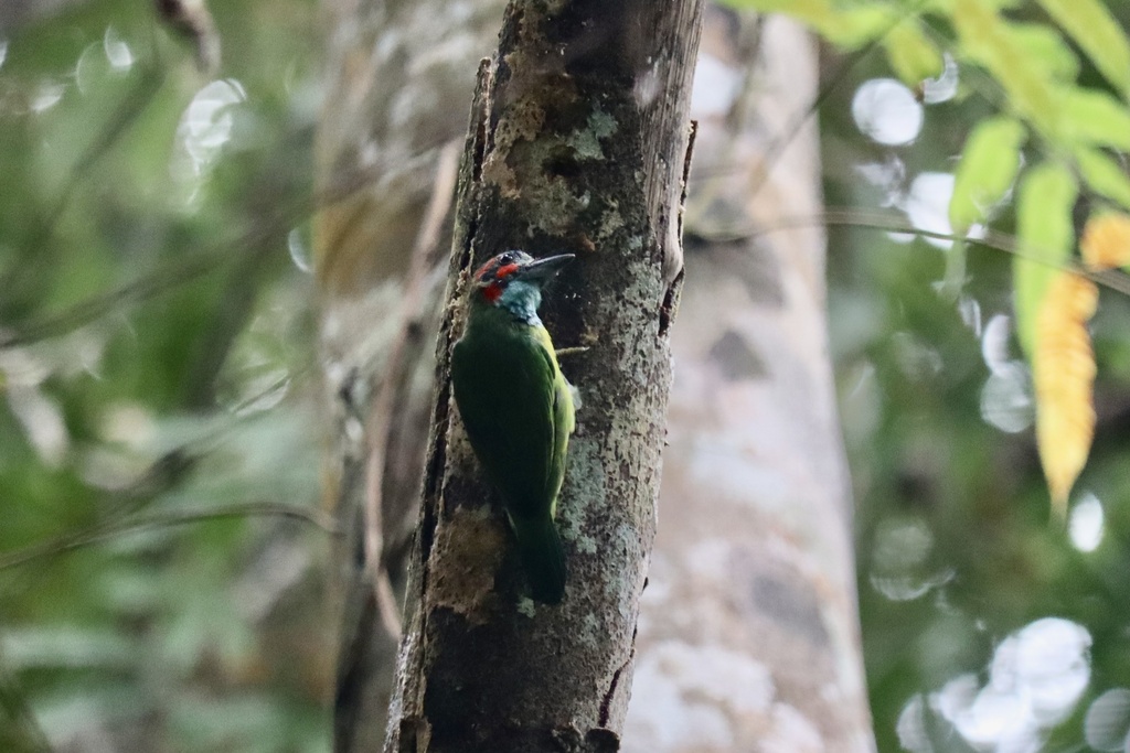 Black-eared Barbet from Sumatra, Kabupaten Tapanuli Selatan, Sumatera ...