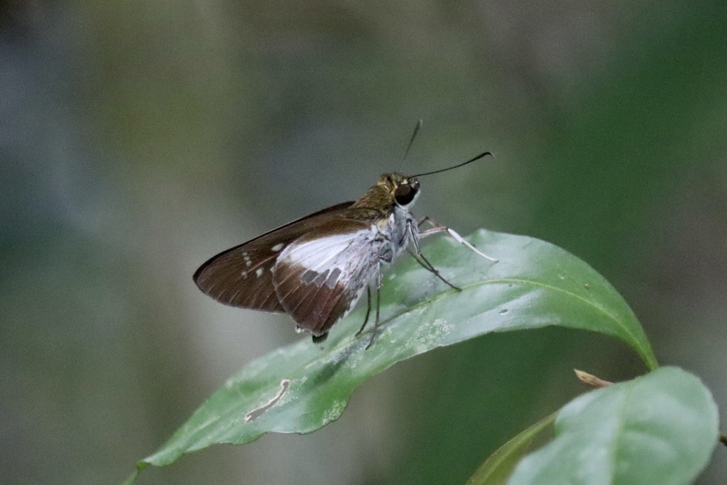 White Spotted Palmer from Sumatra, Kabupaten Tapanuli Selatan, Sumatera ...