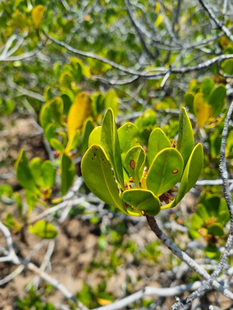 smooth-fruited yellow mangrove from Eurimbula QLD 4677, Australia on ...