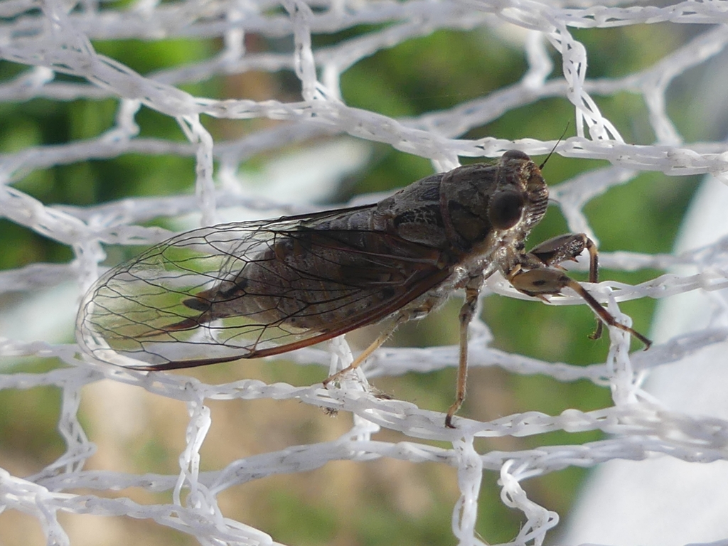 Silver Princess from Wallaga Lake NSW 2546, Australia on October 25 ...