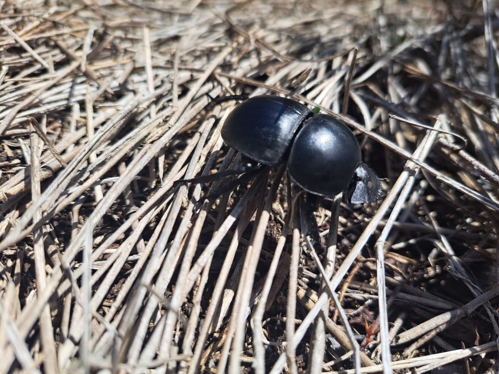Cape Flightless Dung Beetle from Knysna Local Municipality, South ...