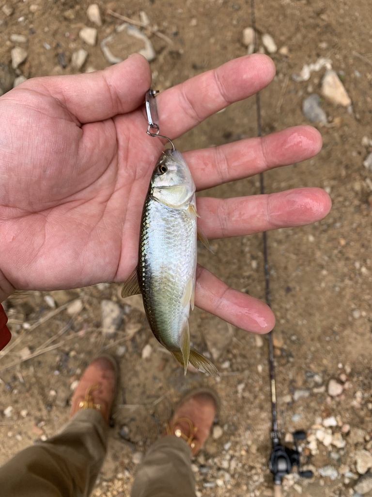 Opsariichthys bidens from 福建, CN on October 22, 2023 at 11:00 AM by ...