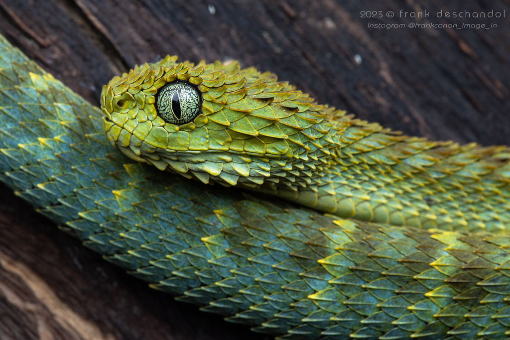 African Bush Viper from Kibale, Ouganda on October 7, 2023 at 09:42 PM ...