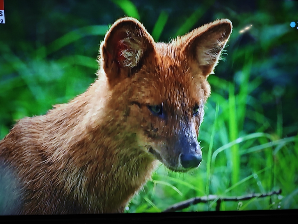 Canids in September 2023 by Alexandre Jollier · iNaturalist