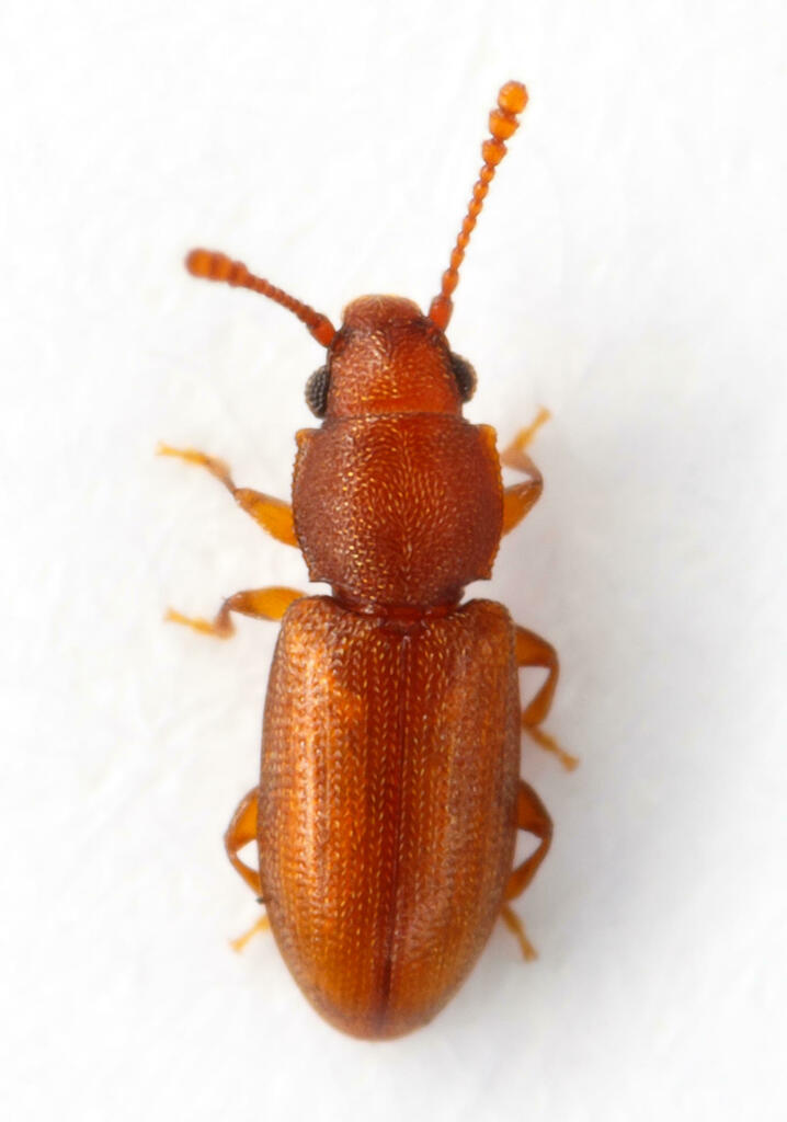 Ahasverus rectus in July 2023 by Chris Rorabaugh. BugGuide entry: https ...