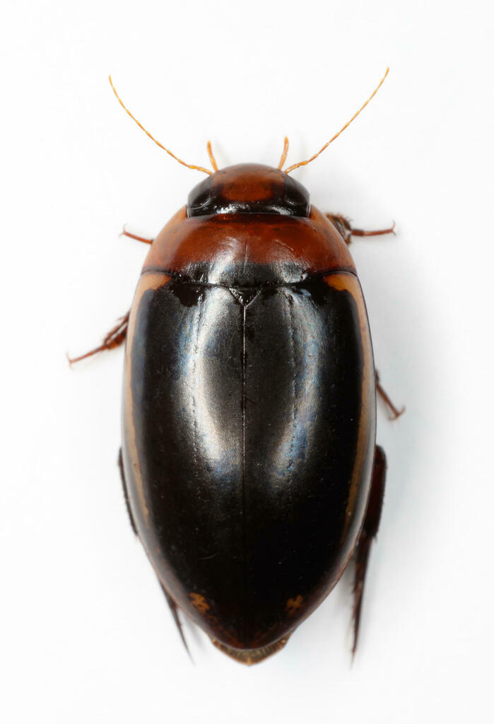 Hydaticus bimarginatus in July 2023 by Chris Rorabaugh · iNaturalist