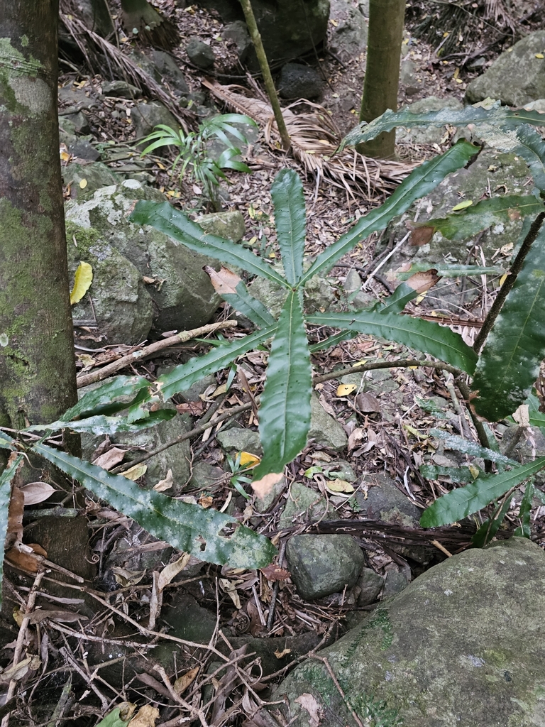 Rough-shell Queensland Nut from Terranora NSW 2486, Australia on ...