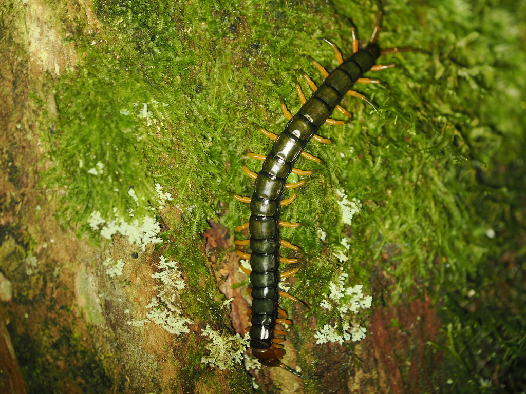 Chinese Red-headed Centipede from 558台灣南投縣鹿谷鄉 on October 16, 2023 at 11 ...