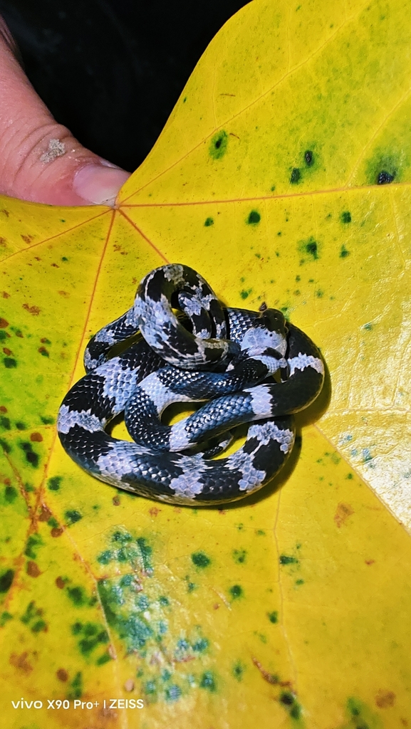 Formosa Wolf Snake from Shaoguan, CN-GD, CN on October 25, 2023 at 07: ...