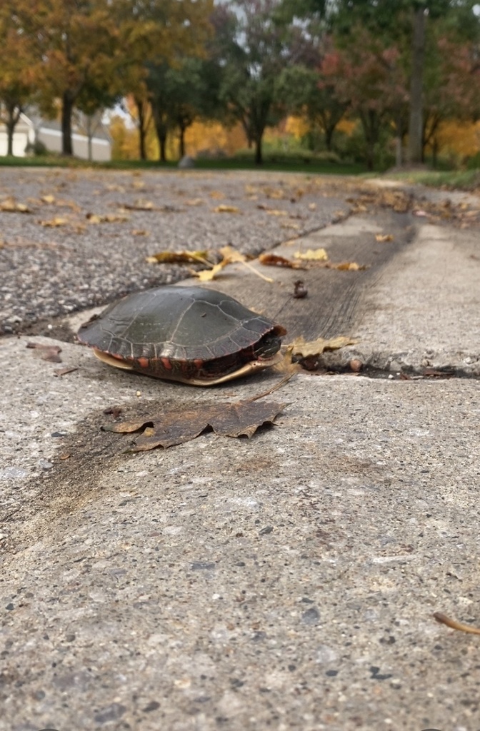 Painted Turtle from Warwick Cir, Canton, MI, US on October 26, 2023 at ...