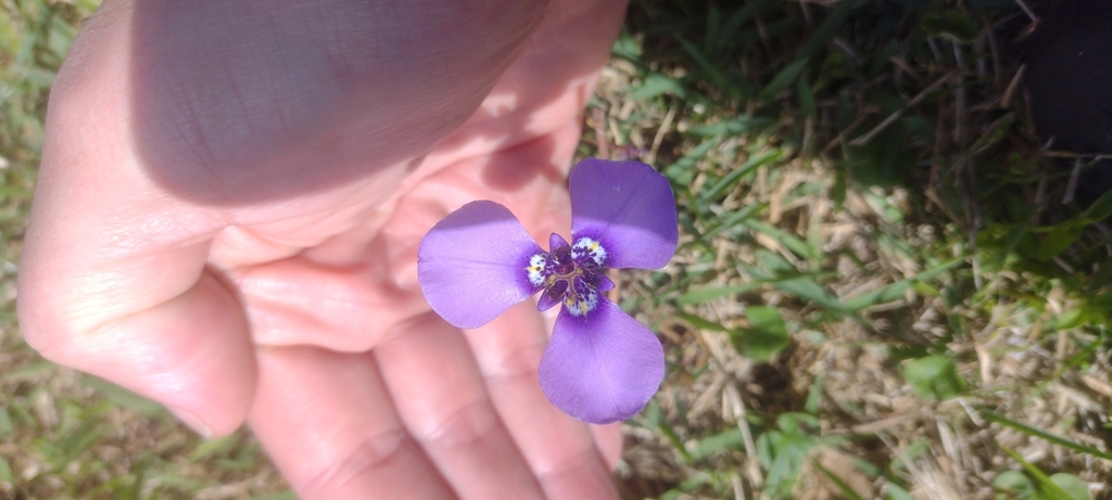 Prairie Nymph from FG4F+FQ - Quilombo, Pelotas - RS, Brasil on October ...