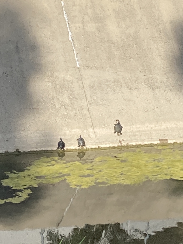 Pond Slider in October 2023 by Allyson Warren · iNaturalist