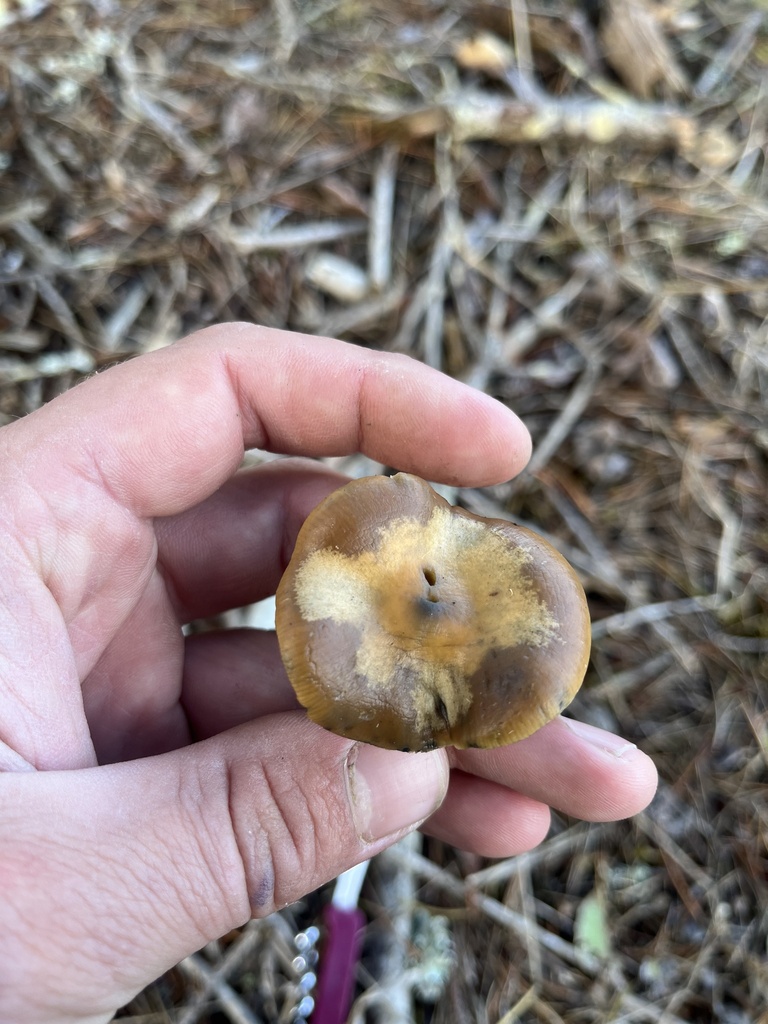Wavy Cap in October 2023 by Ian James. Found in mossy woody debris ...