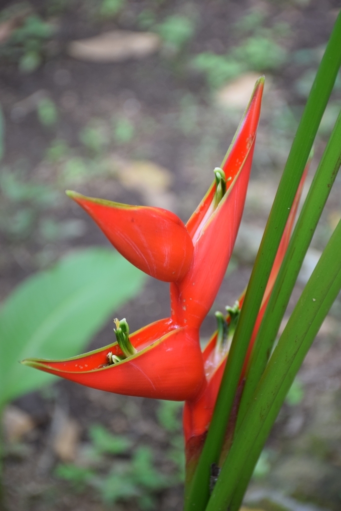 Fire Bird from Pococí, Limón, Pococí, Costa Rica on August 12, 2017 at ...