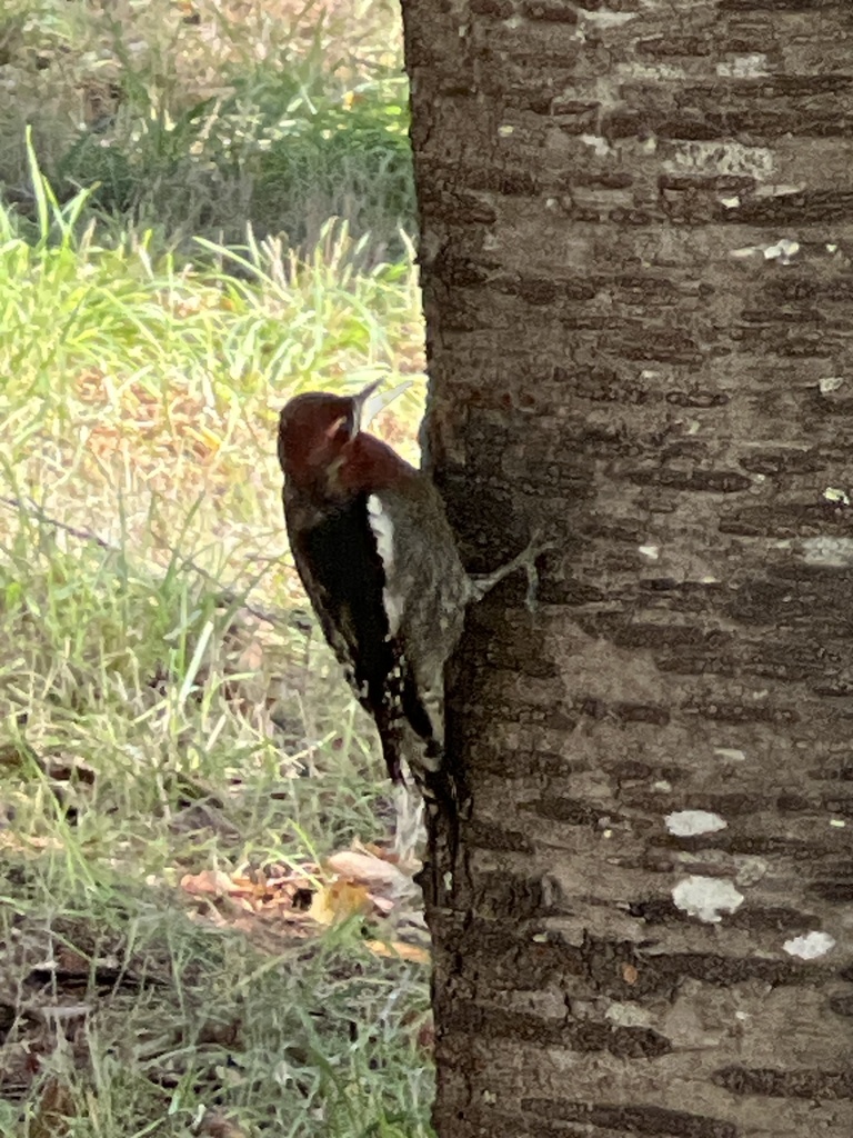 Red-breasted Sapsucker from University of Washington - Friday Harbor ...