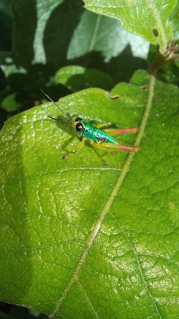 Proctolabus mexicanus from 48805 Jal., México on October 8, 2023 at 10: ...