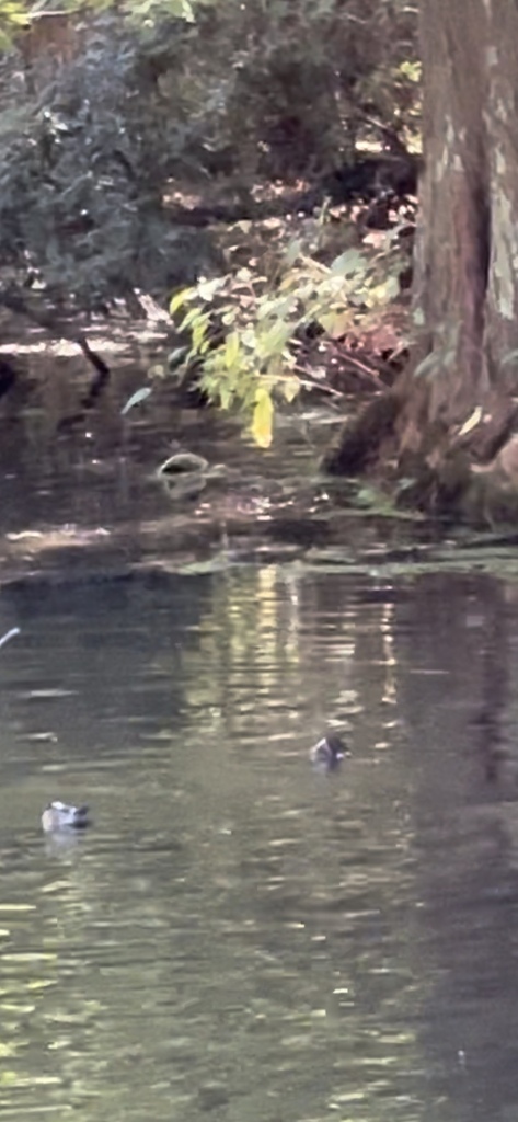 North American River Otter from Museum Dr, Newport News, VA, US on ...