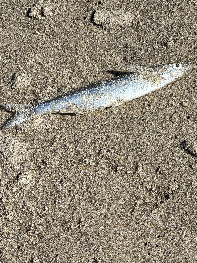 Topsmelt Silverside from Santa Monica Bay, Palos Verdes Estates, CA, US ...