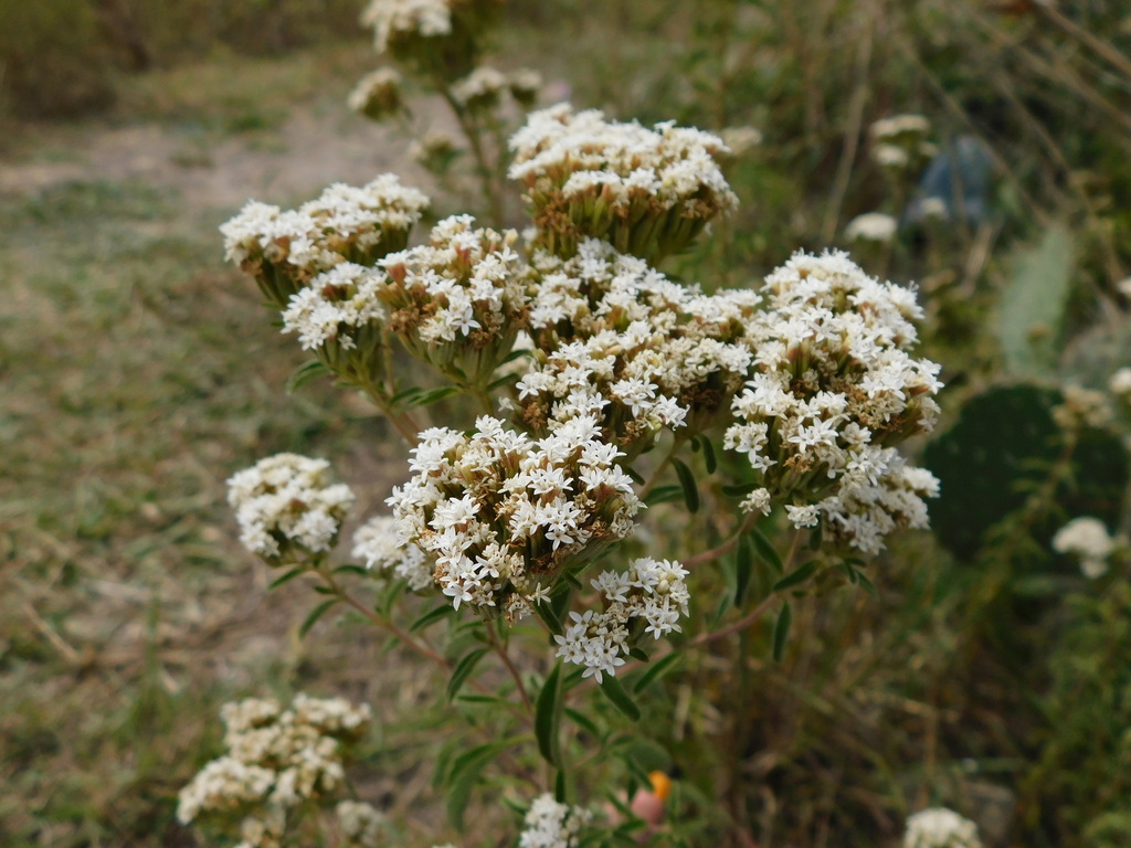 Sawtooth Candyleaf from Manzana 029, 54200 Polotitlán, Méx., México on ...