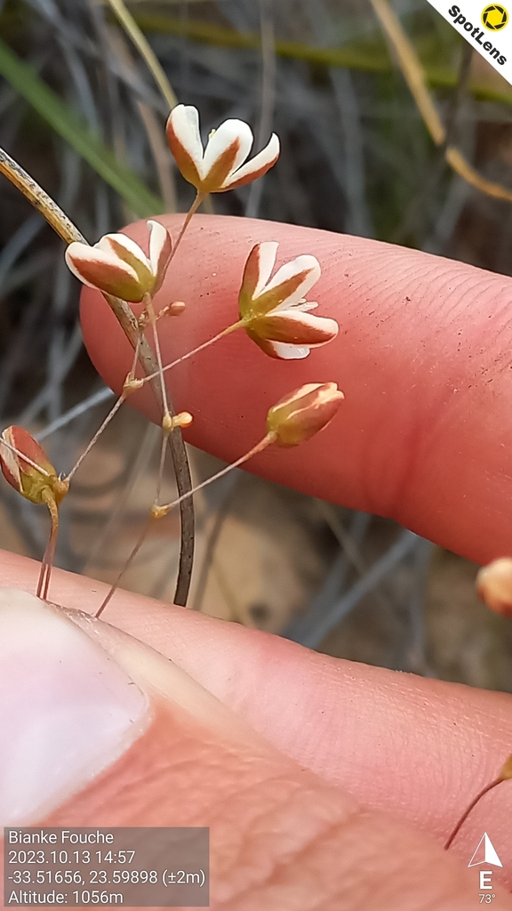 Gilded Spookasem from Garden Route District Municipality, South Africa ...