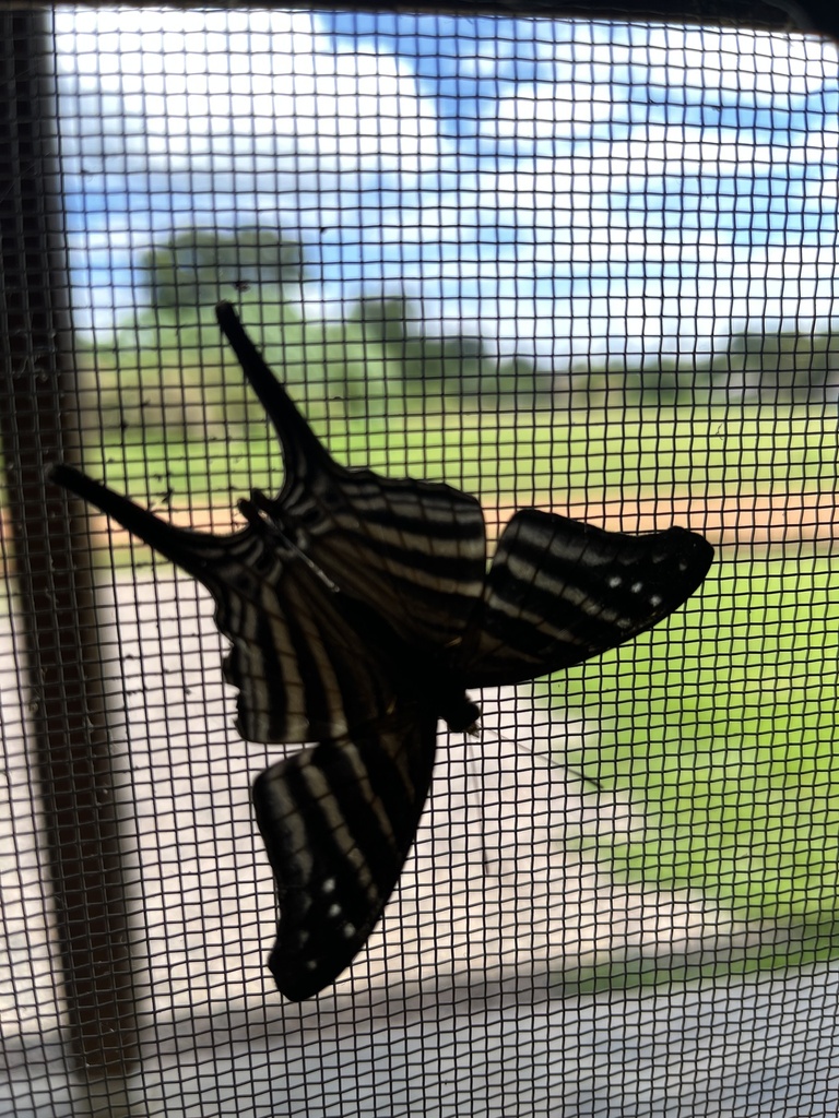 Many-banded Daggerwing from Costa Marques, RO, BR on June 2, 2023 at 01 ...