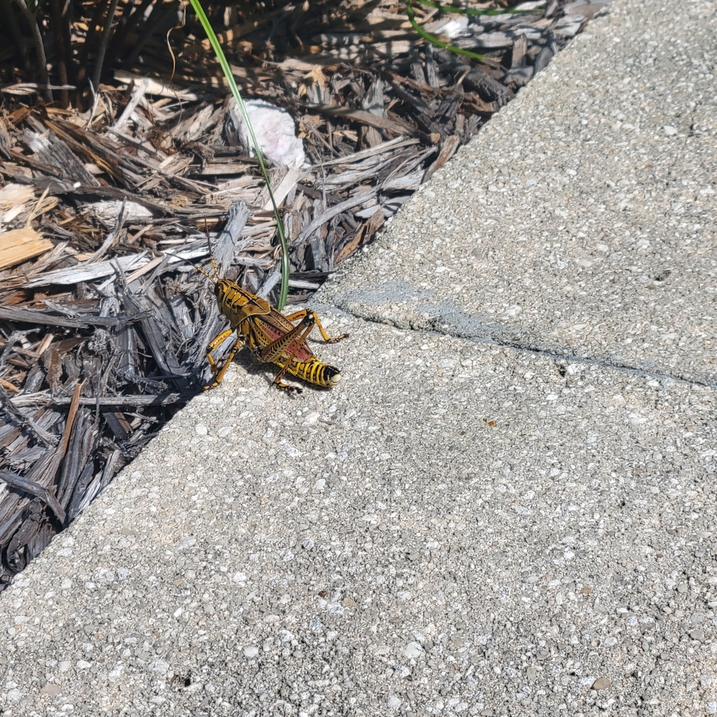 Eastern Lubber Grasshopper from Crystal River, FL, USA on October 23 ...