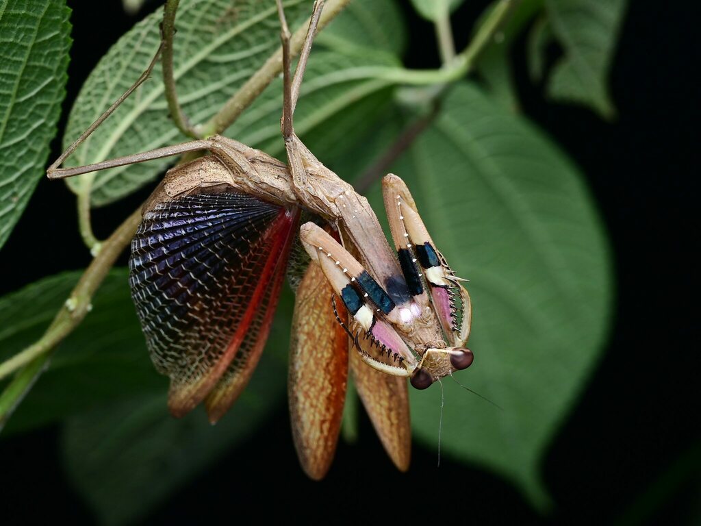 Asian Jumping Mantis from 中国云南省西双版纳傣族自治州勐腊县 on October 23, 2023 at 10: ...