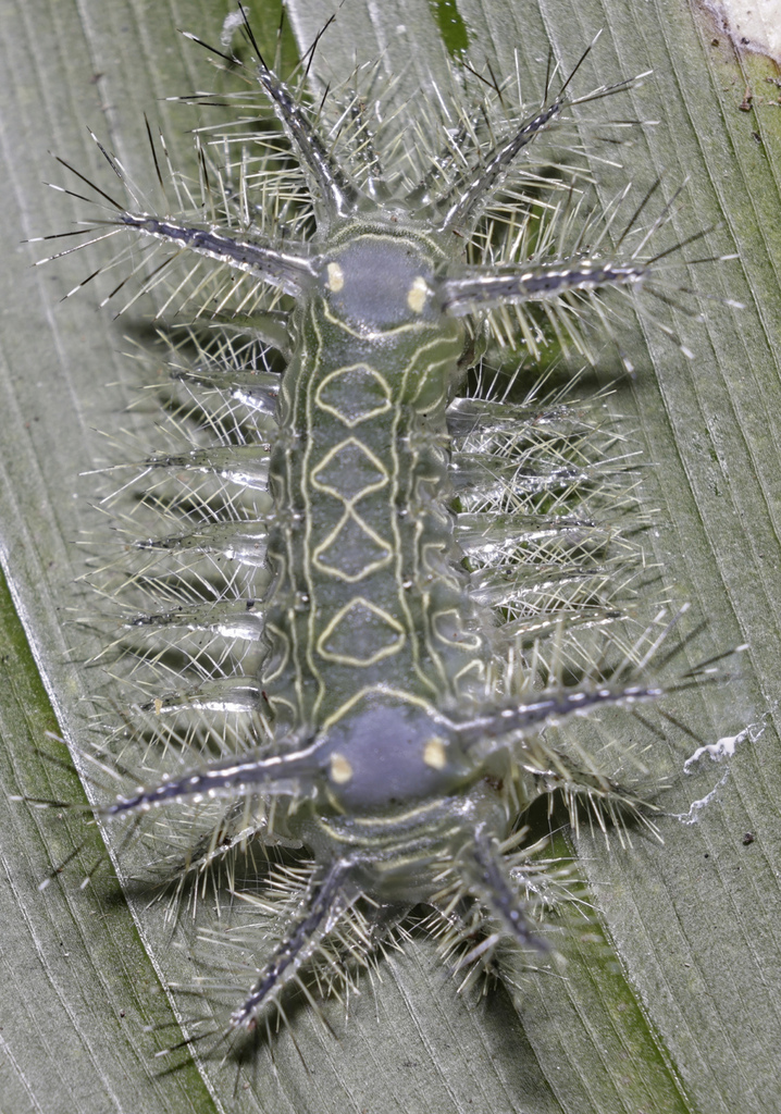 Miresa clarissa from San Vito, Puntarenas Province, Costa Rica on ...